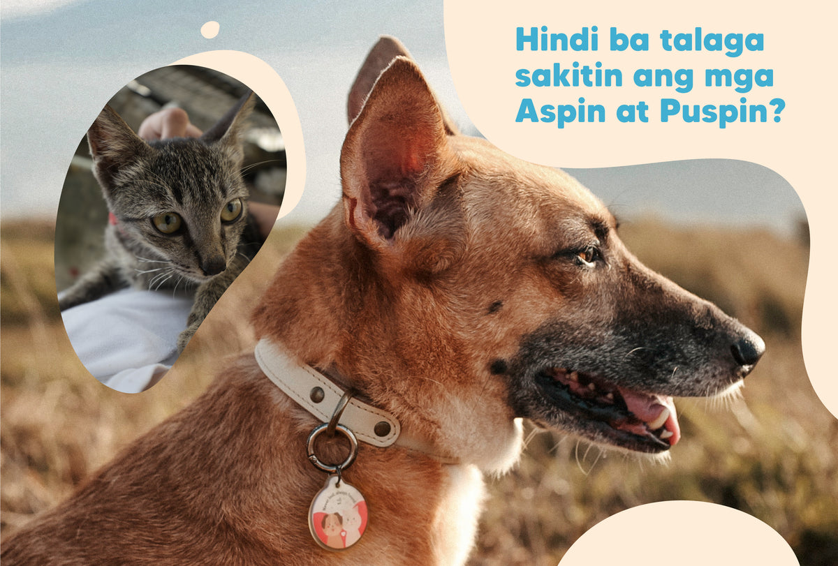 Resilient Paws: The Strong Immunity of Aspins and Puspins – Pawnec ...